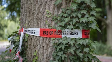 Eikenprocessierups kan weer overlast veroorzaken | Zuid-Hollands Landschap