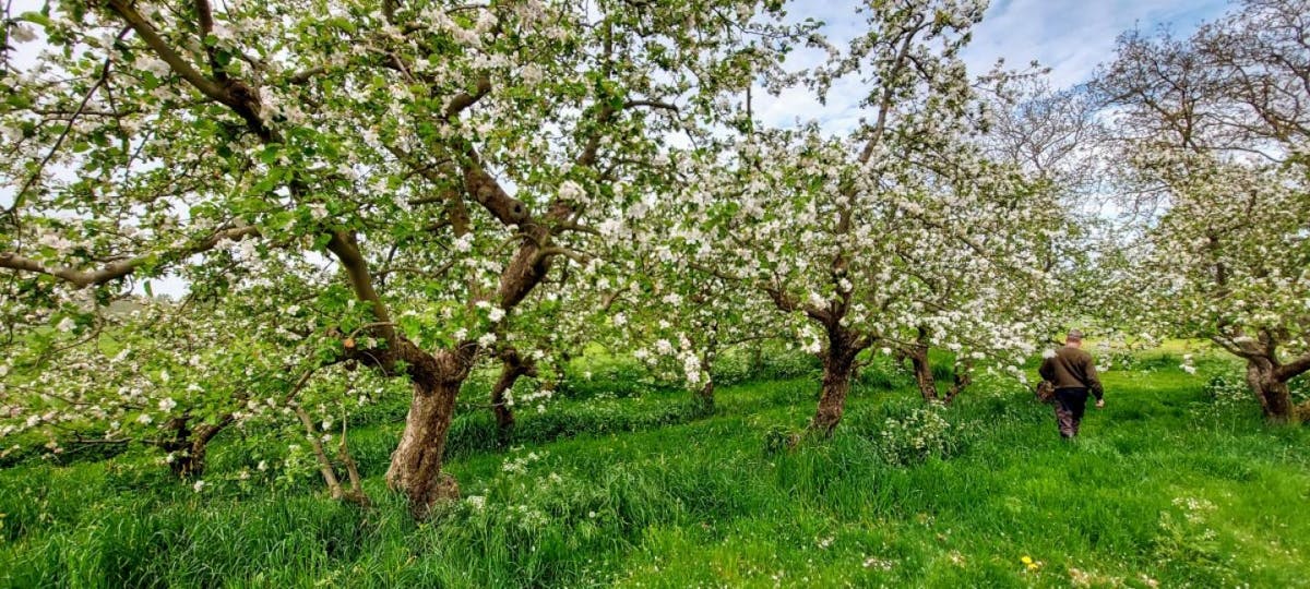 Eerste hoogstamstroop- en sap van boomgaarden Wiel van Bassa | Zuid ...