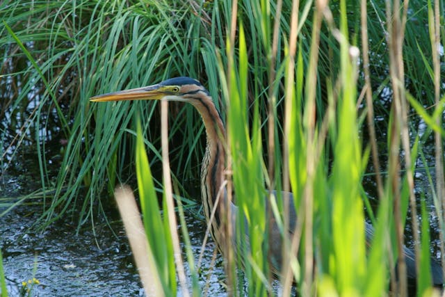 Purperreiger | Zuid-Hollands Landschap