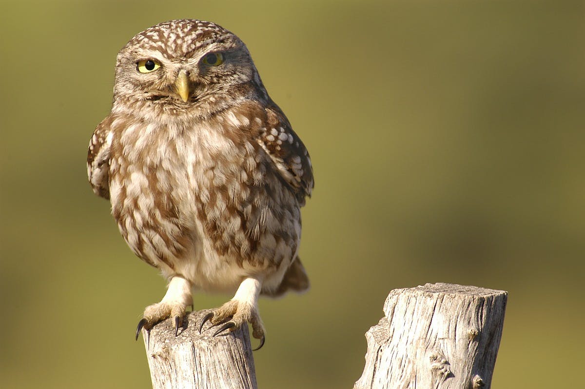Steenuil | Zuid-Hollands Landschap