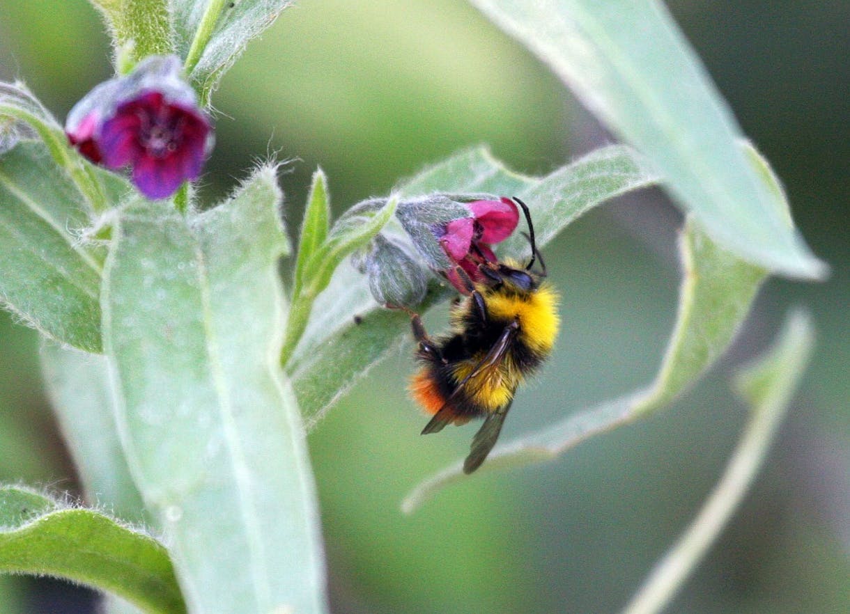 Weidehommel | Zuid-Hollands Landschap