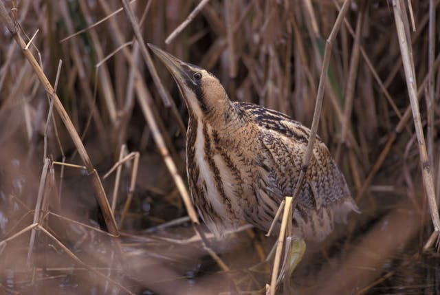 Roerdomp | Zuid-Hollands Landschap