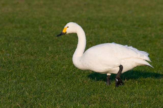 Kleine zwaan | Zuid-Hollands Landschap