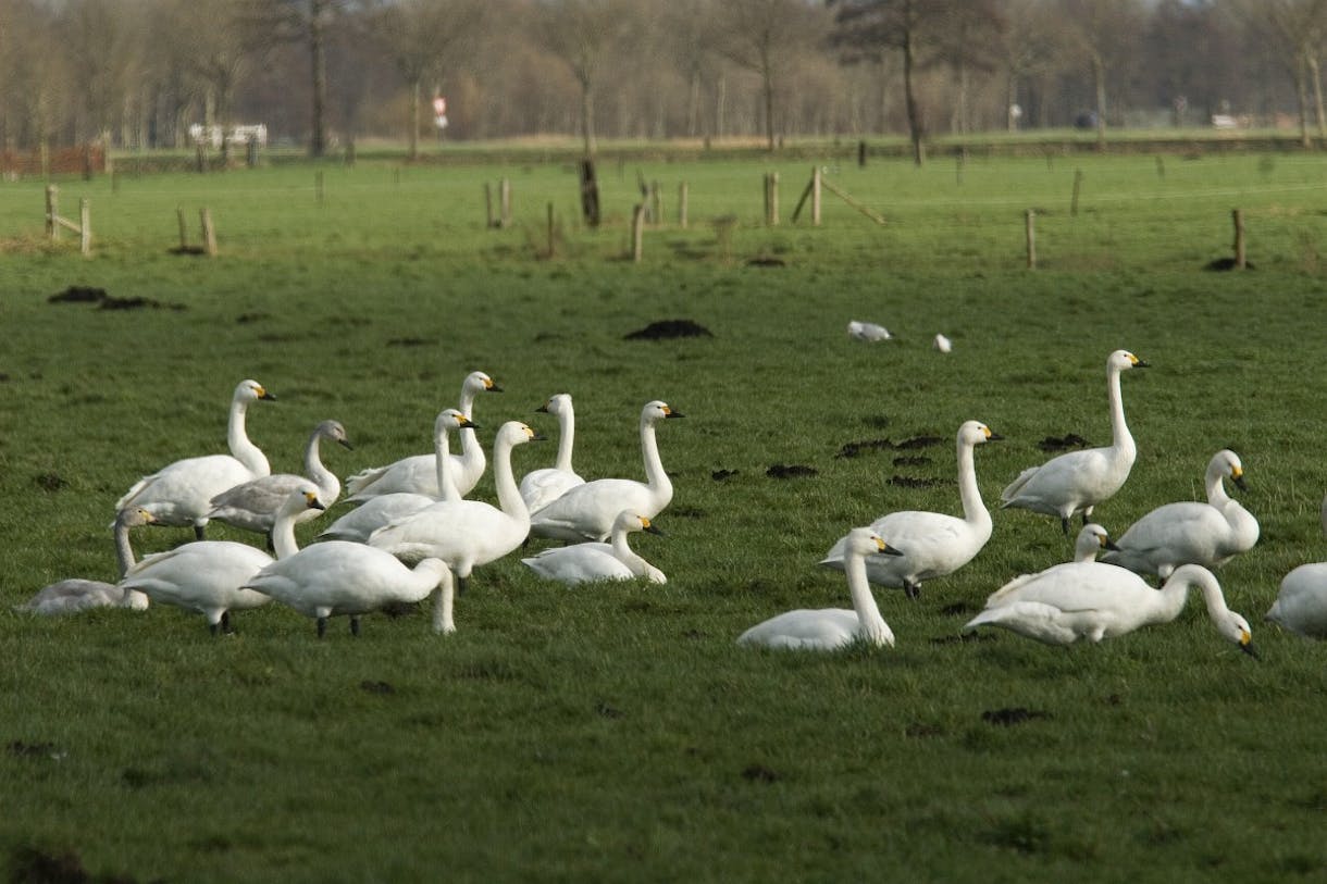 Kleine zwaan | Zuid-Hollands Landschap