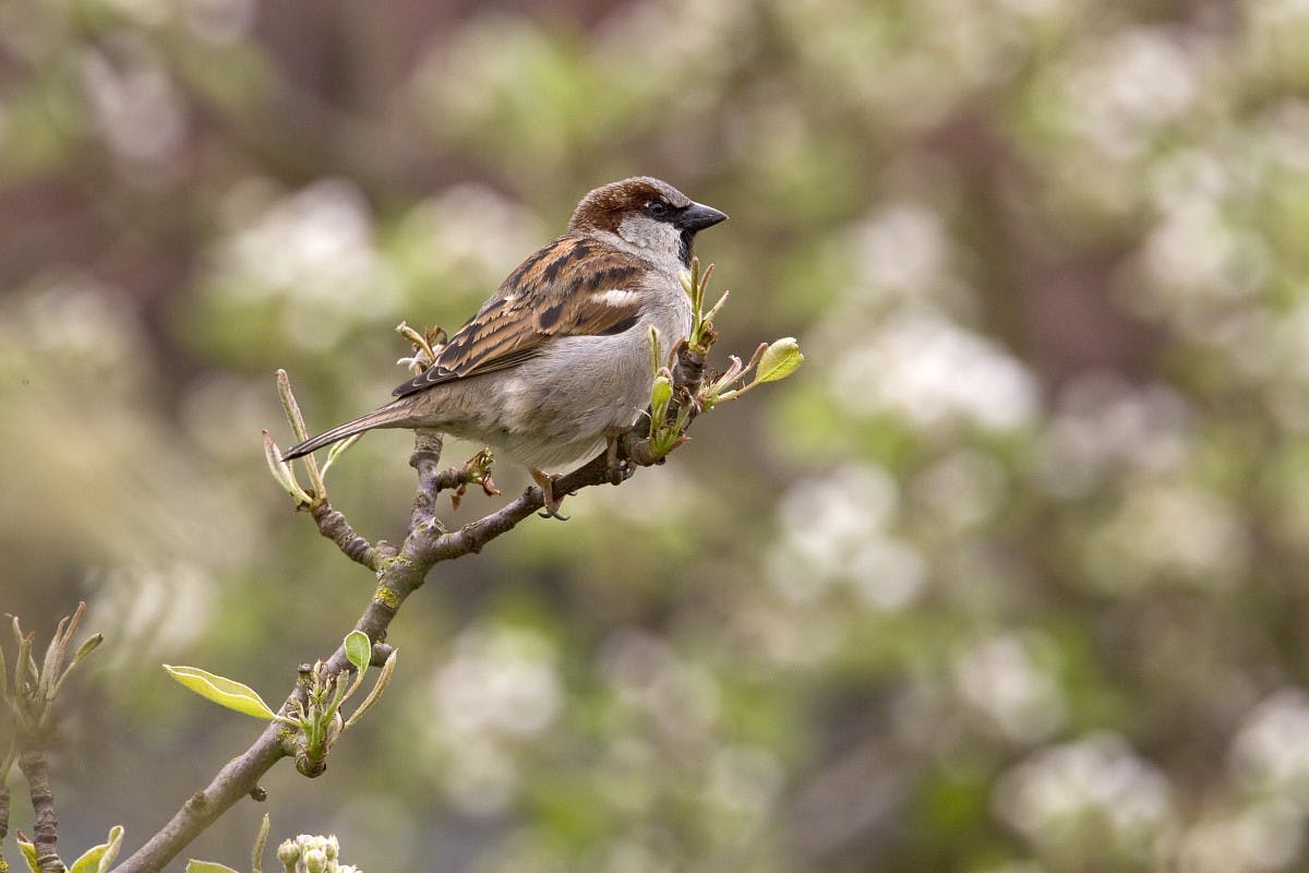 Huismus | Zuid-Hollands Landschap