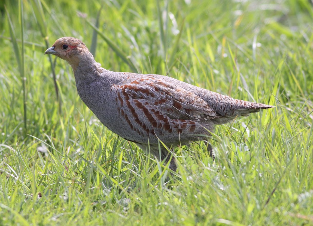 Patrijs | Zuid-Hollands Landschap
