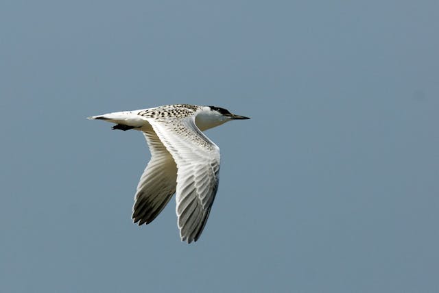 Grote stern | Zuid-Hollands Landschap