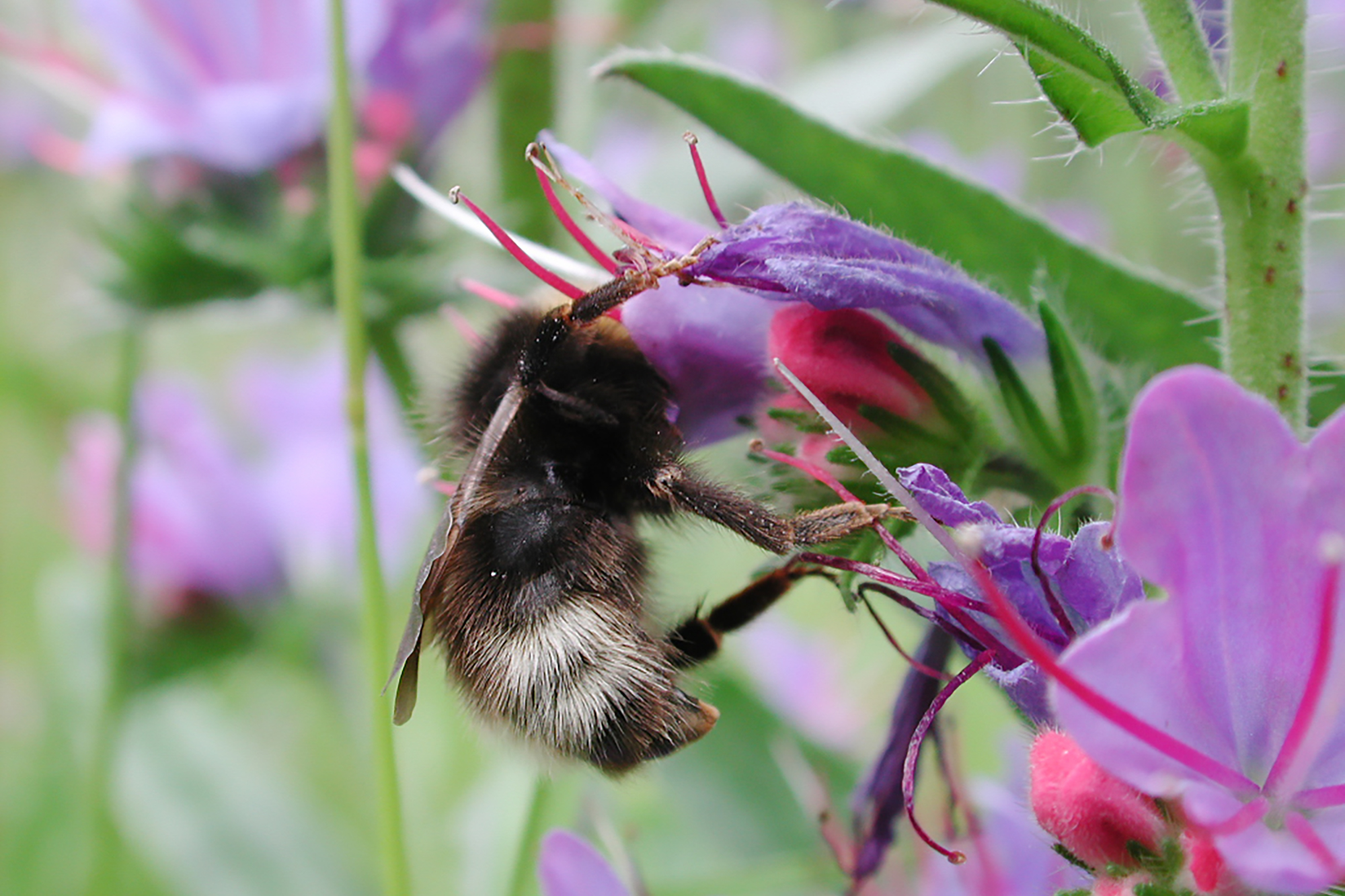 Konijnenroute | Zuid-Hollands Landschap