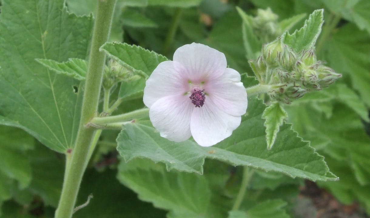Zandhommel | Zuid-Hollands Landschap