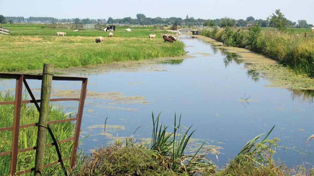 Vijf verrassende feiten over veen | Zuid-Hollands Landschap