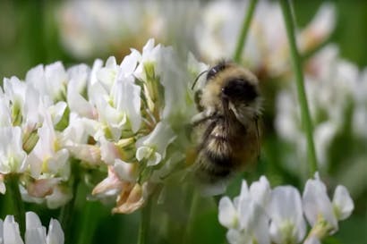 Noordse woelmuis | Zuid-Hollands Landschap