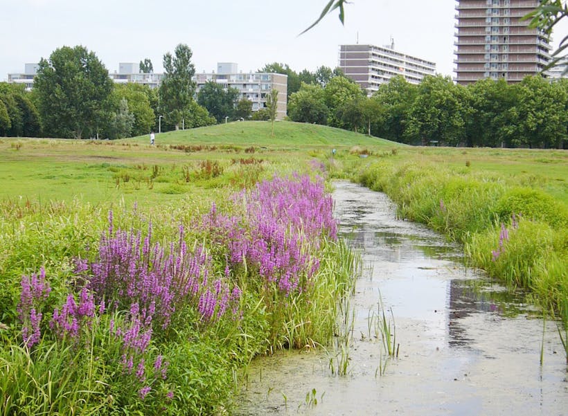Wandelen Rotterdam | Zuid-Hollands Landschap