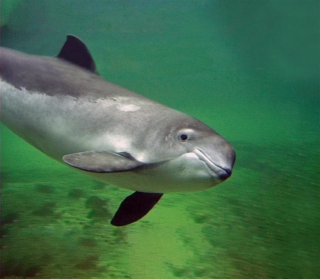 Bruinvis | Zuid-Hollands Landschap