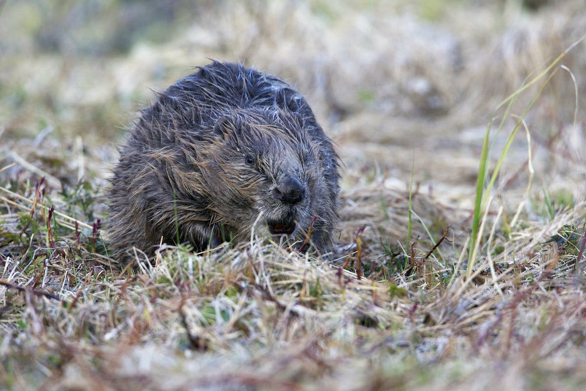 Bever | Zuid-Hollands Landschap