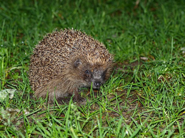Egel | Zuid-Hollands Landschap