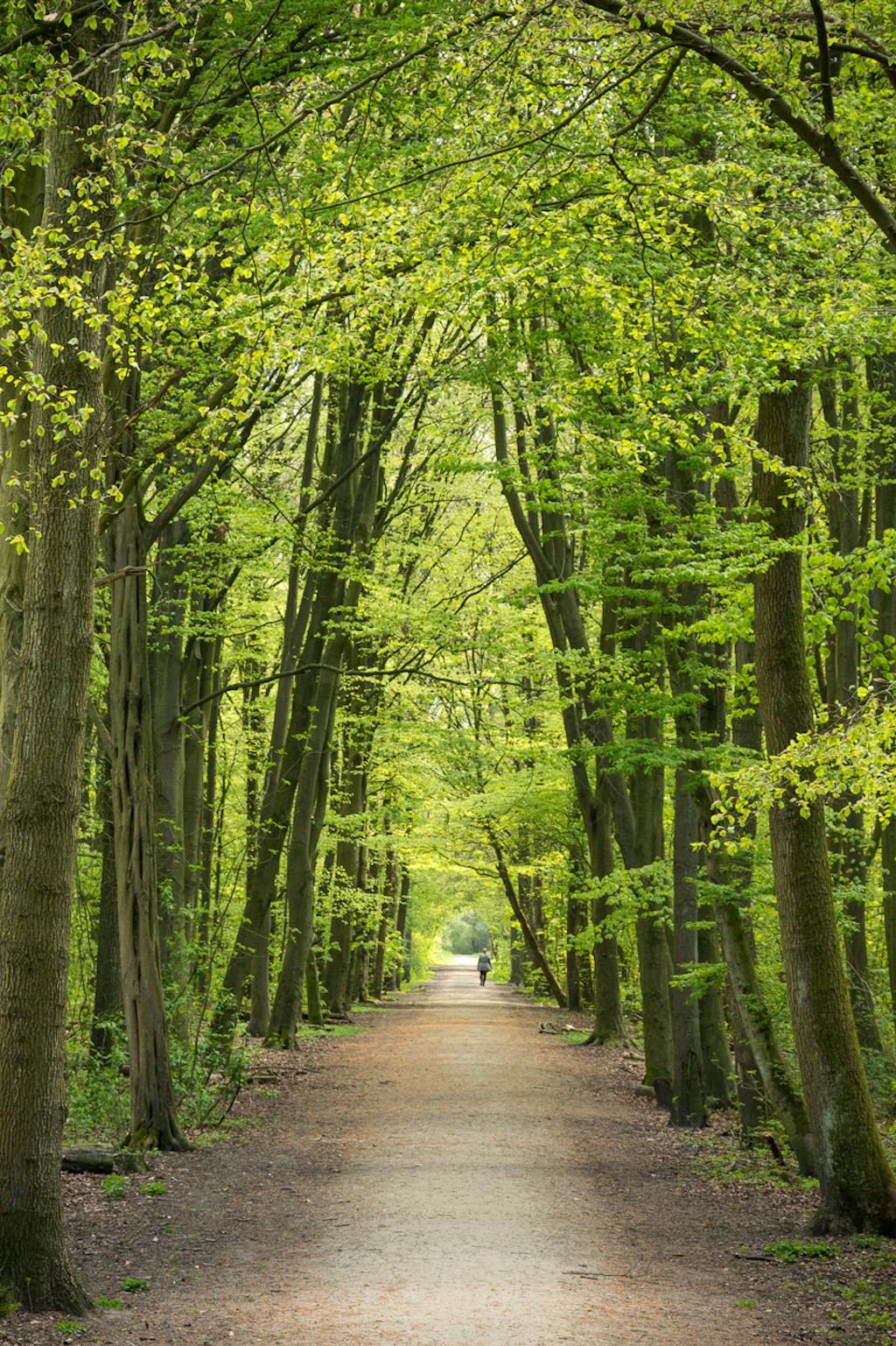 Fotografietips: bomen | Zuid-Hollands Landschap