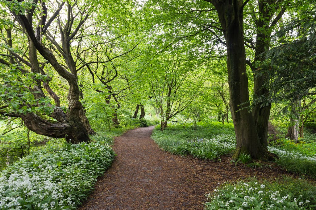 Fotografietips: bomen | Zuid-Hollands Landschap