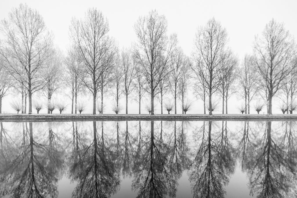 Fotografietips: bomen | Zuid-Hollands Landschap