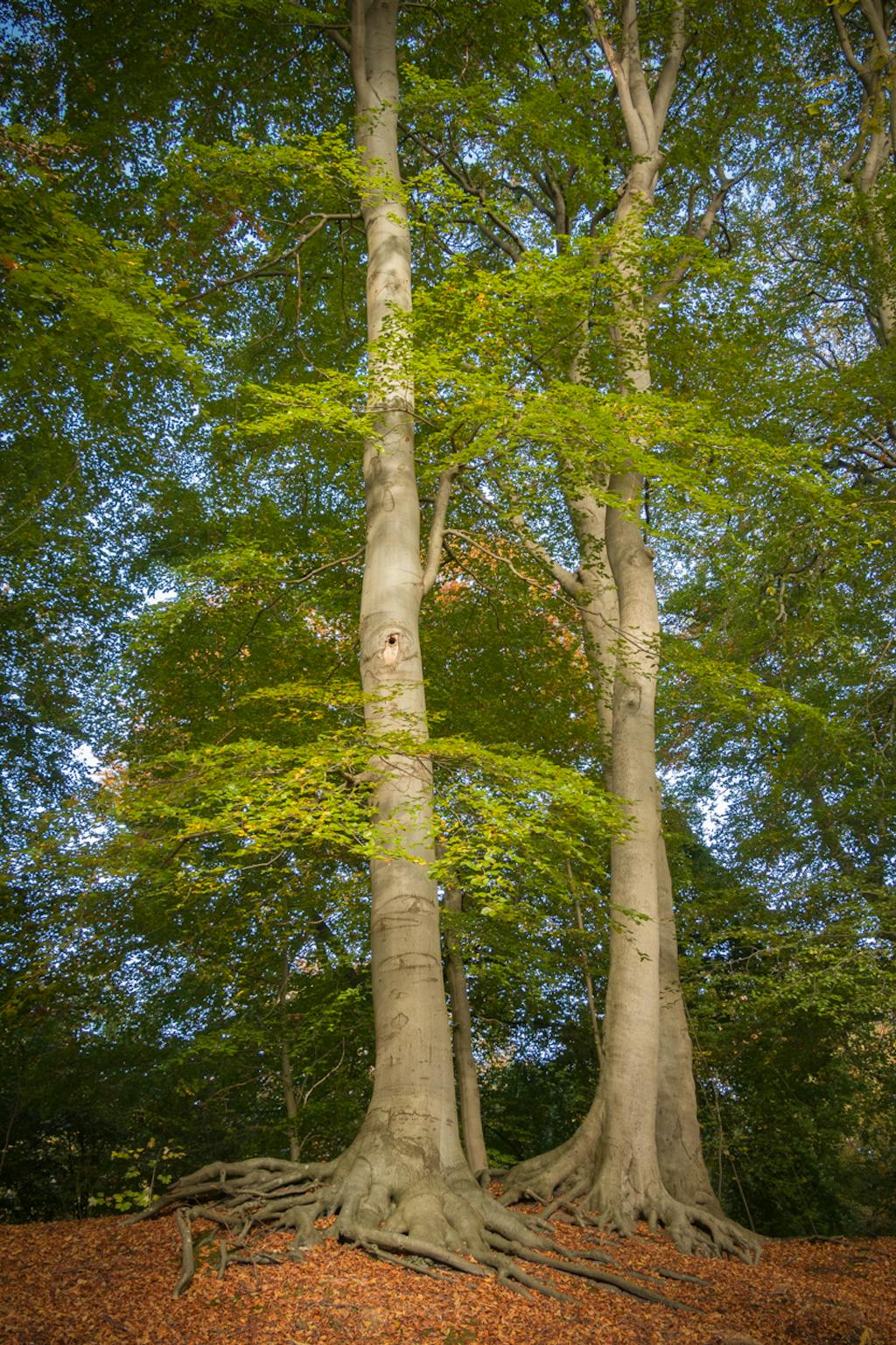 Fotografietips: bomen | Zuid-Hollands Landschap