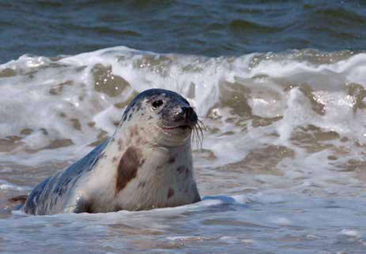 Gewone zeehond | Zuid-Hollands Landschap