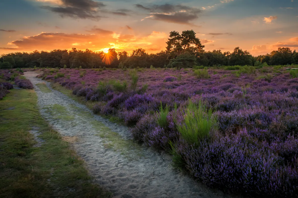 We kunnen niet zonder natuur | Zuid-Hollands Landschap
