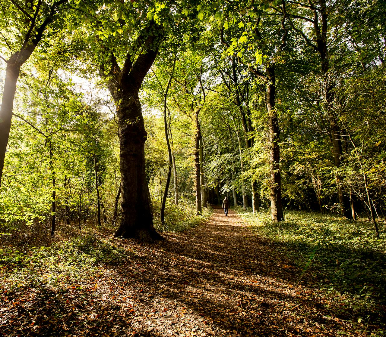 Zuid-Hollands Landschap | Ontdek de natuur dichtbij