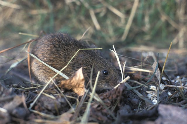 Noordse woelmuis | Zuid-Hollands Landschap