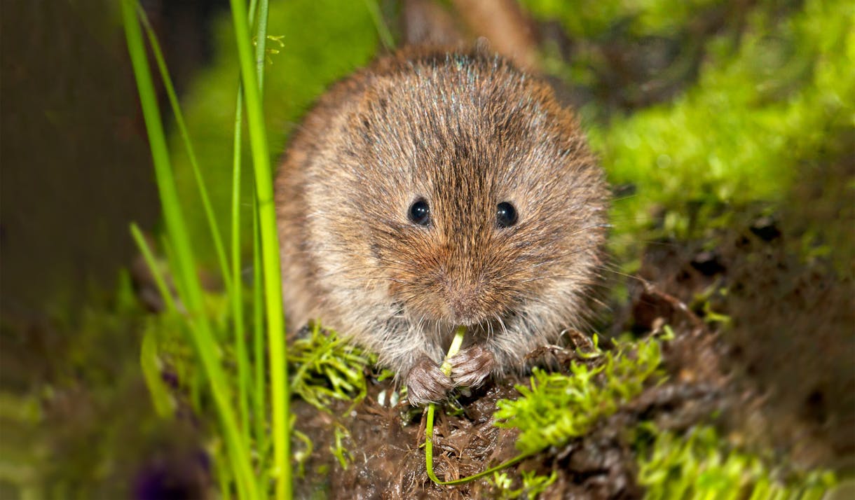 Noordse woelmuis | Zuid-Hollands Landschap