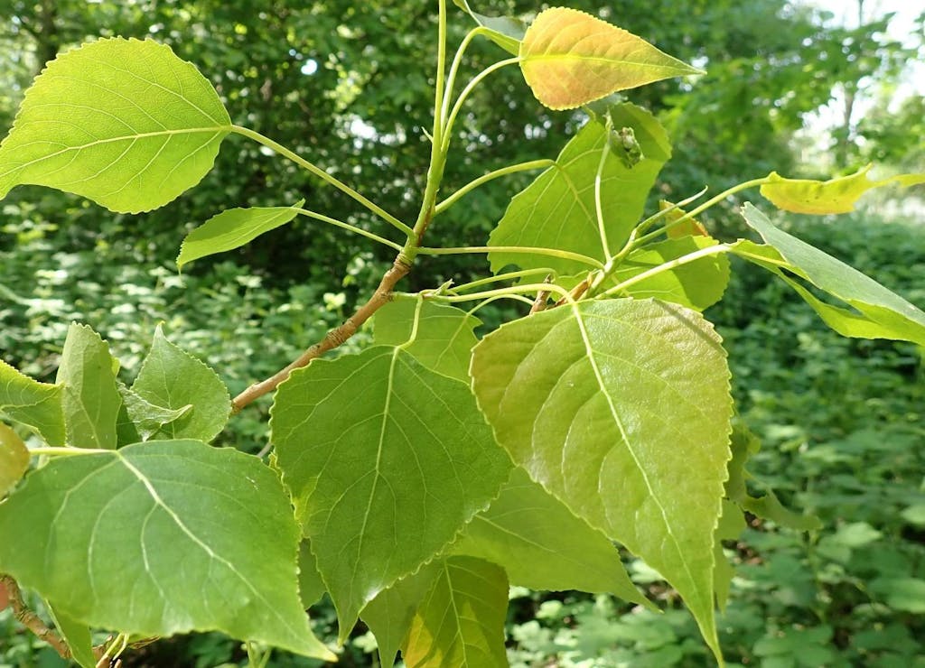 Een gezond en vitaal Staelduinse Bos | Zuid-Hollands Landschap