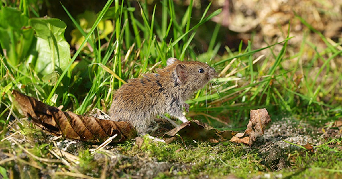 Noordse woelmuis voelt zich snel weer thuis op het Groene Strand | Zuid ...